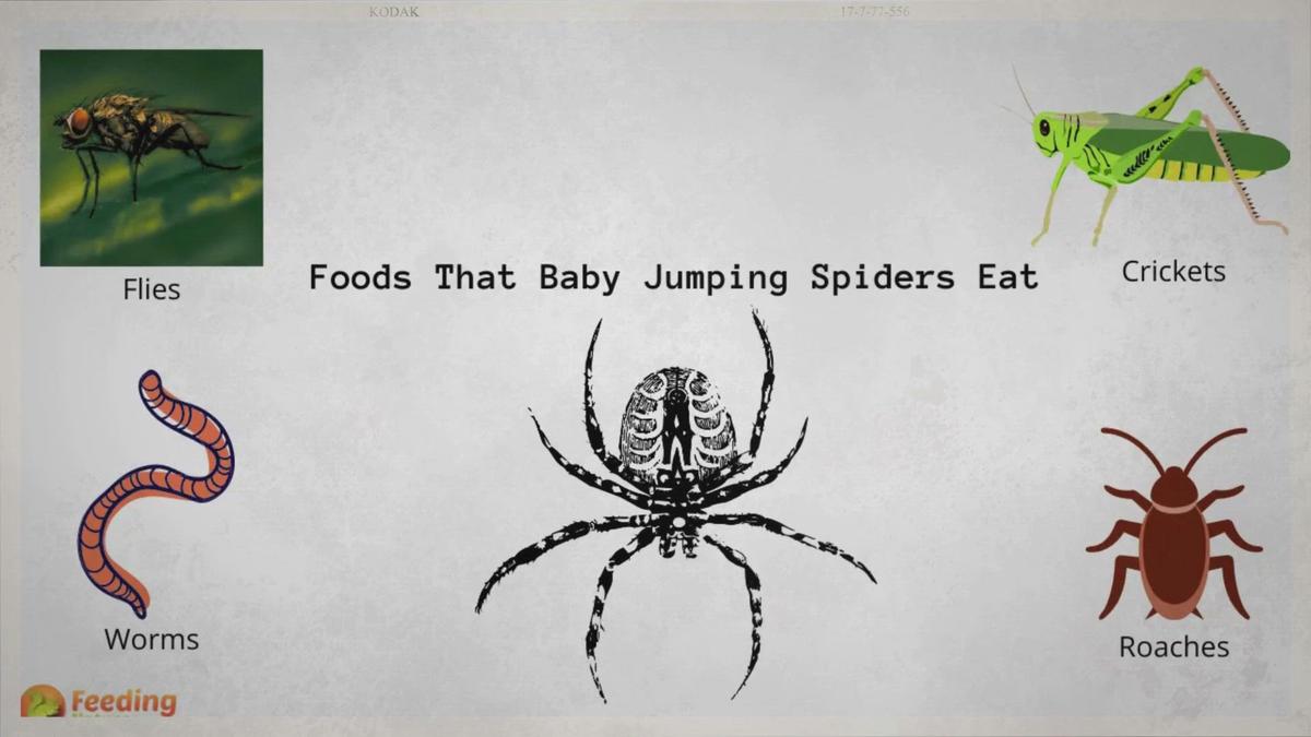 What Do Baby Jumping Spiders Eat?
