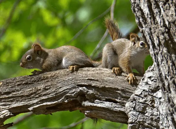 Baby Squirrels - Adorable Facts Worth Knowing