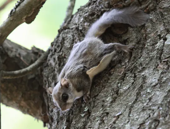 Flying Squirrels - Sweet Animals Or Meat Eating Predators?