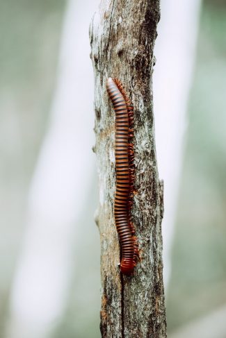 What Do Superworms Eat? - Feeding Nature