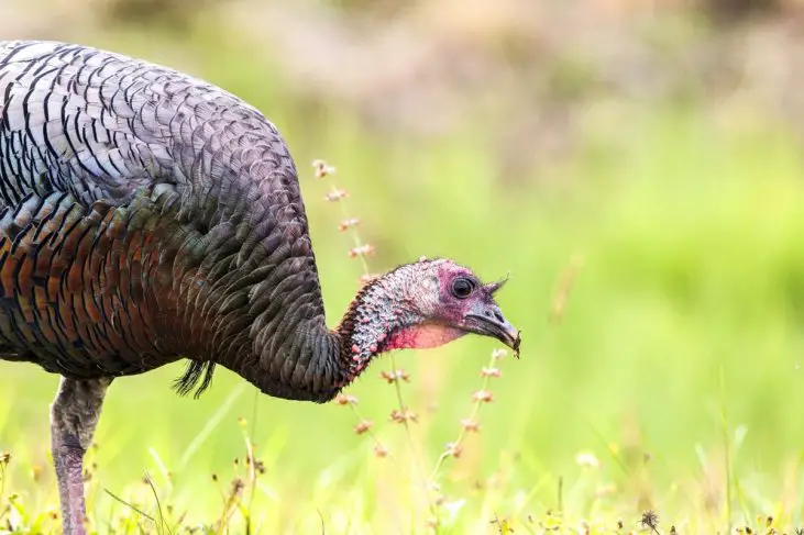 What do Turkeys Eat? - Feeding Nature