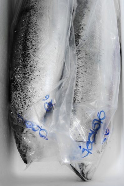 What do Mullet Eat? - Feeding Nature