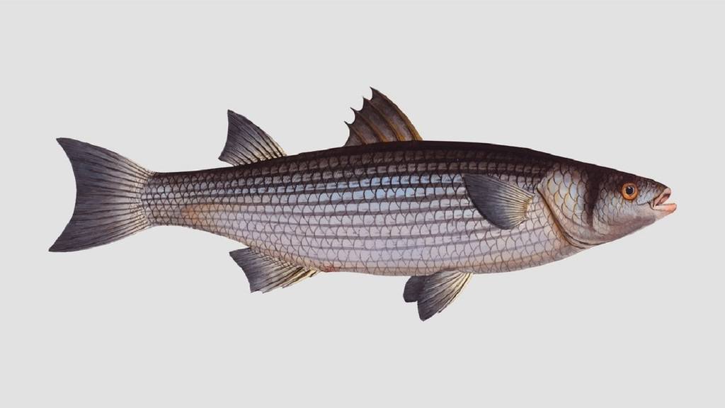 What do Mullet Eat? - Feeding Nature