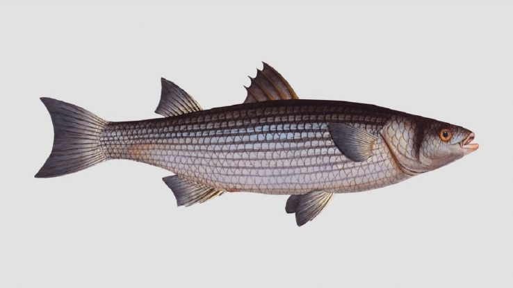 What do Mullet Eat? - Feeding Nature