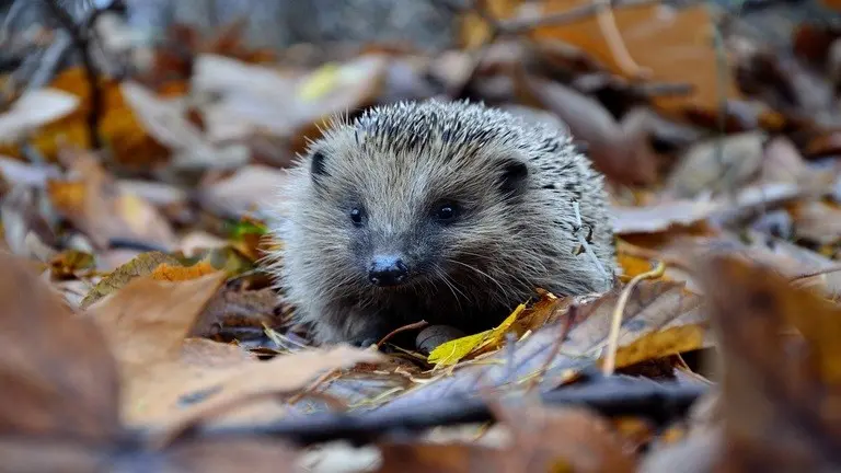 What do Hedgehogs Eat? - Feeding Nature