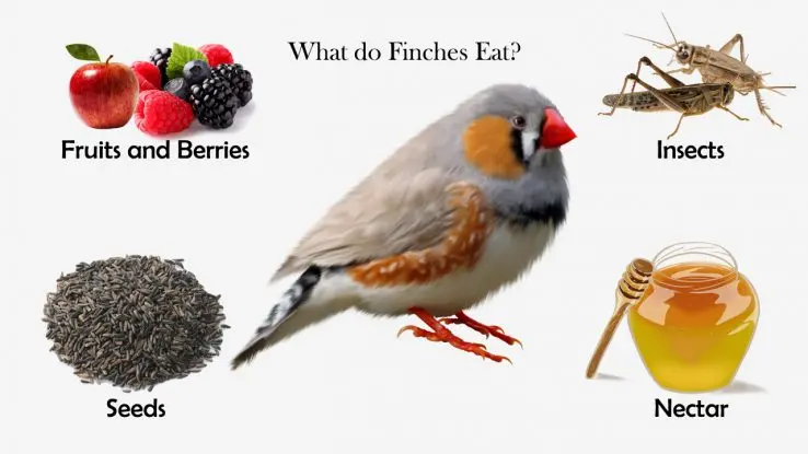 What do Finches Eat? - Feeding Nature