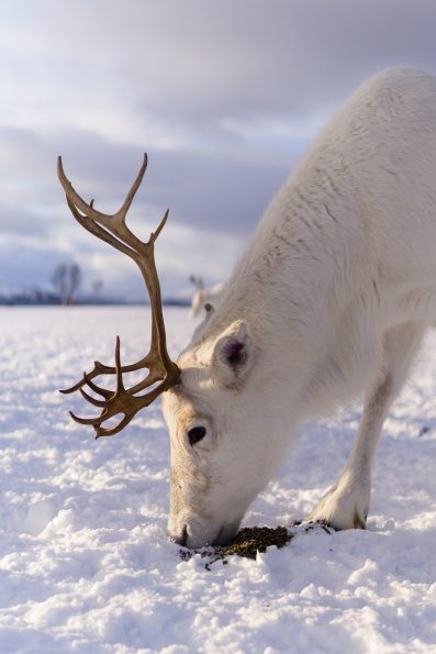 What Do Reindeer Eat? - Feeding Nature