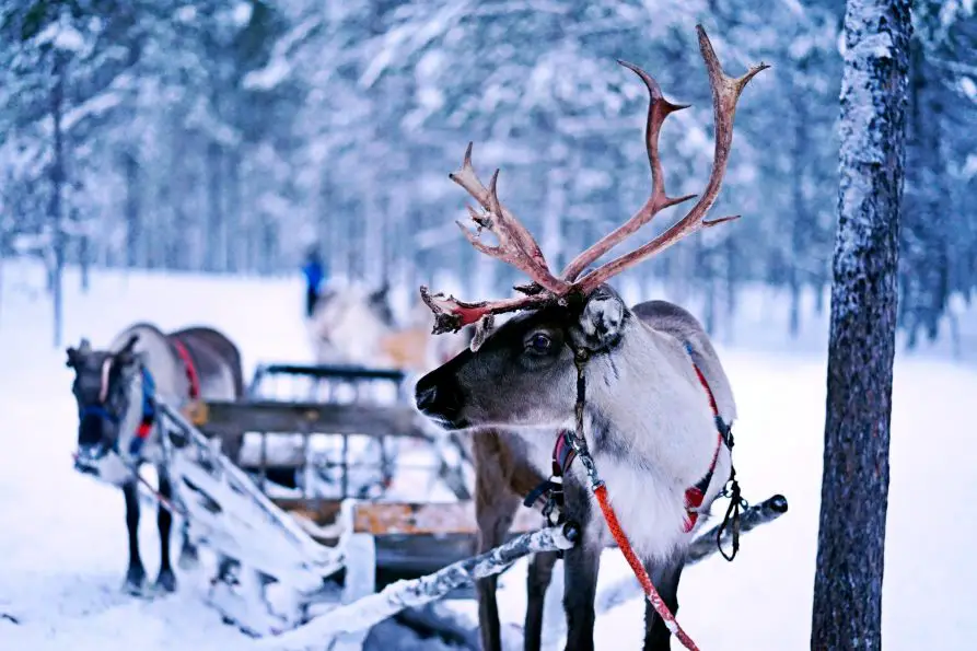What Do Reindeer Eat? - Feeding Nature