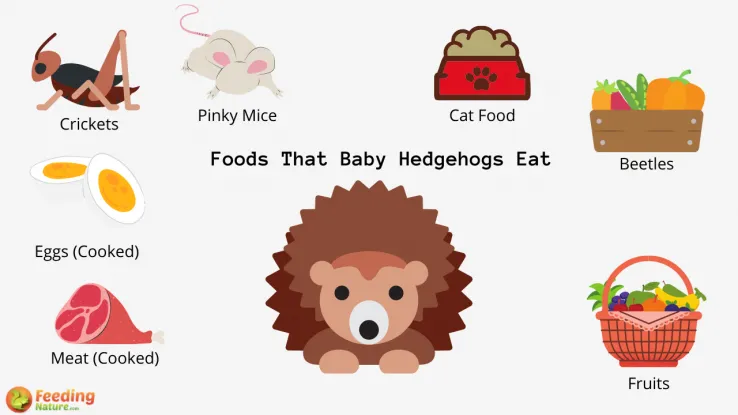 What Do Baby Hedgehogs Eat? - Feeding Nature