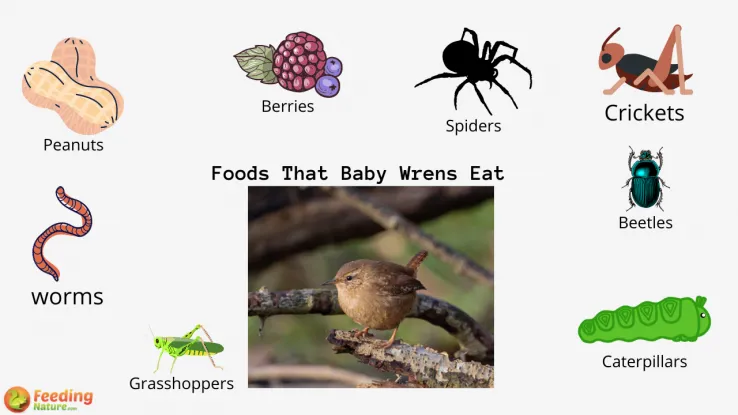 What Do Baby Wrens Eat? - Feeding Nature