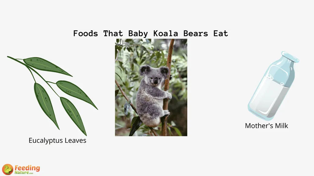 What Do Baby Koala Bears Eat? - Feeding Nature