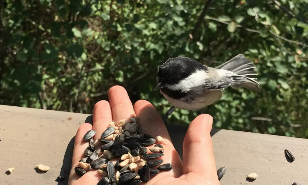 What Do Baby Chickadees Eat? - Feeding Nature