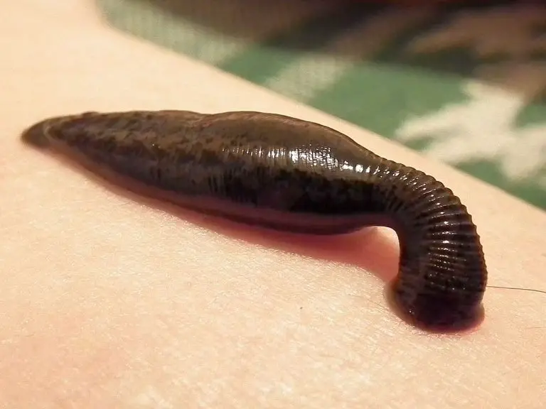 What Do Leeches Eat?