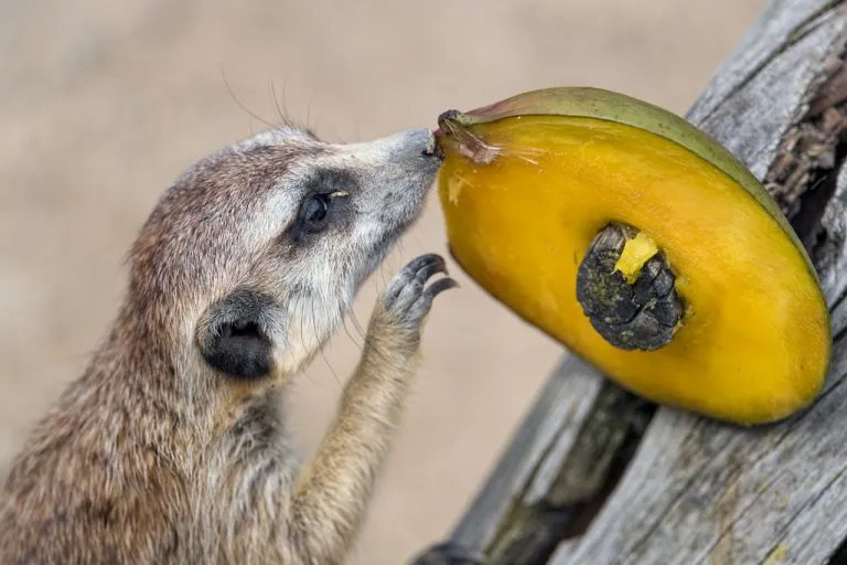 What Do Meerkats Eat?