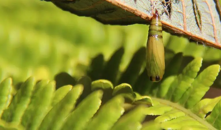 what-do-inchworms-eat-a-guide-to-the-diet-of-an-inchworm