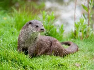 What Do Minks Eat?