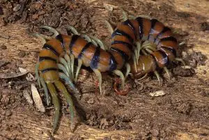 What Do Centipedes Eat?
