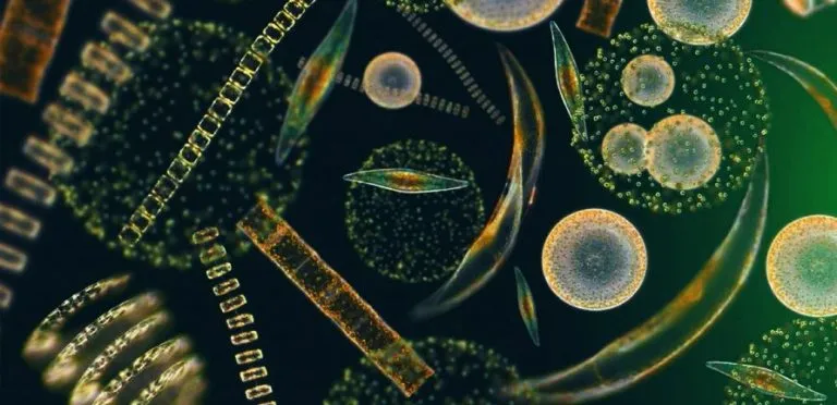 What Do Phytoplankton Eat?