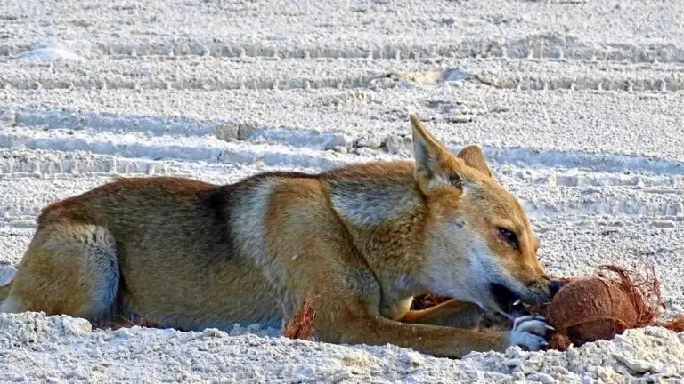 What Do Dingoes Eat?