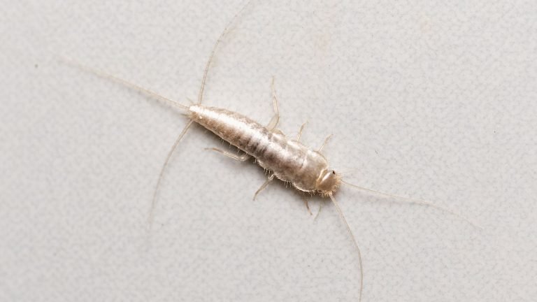 what do silverfish eat