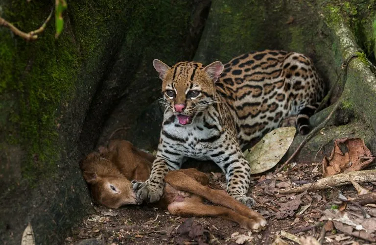 What Do Ocelots Eat?