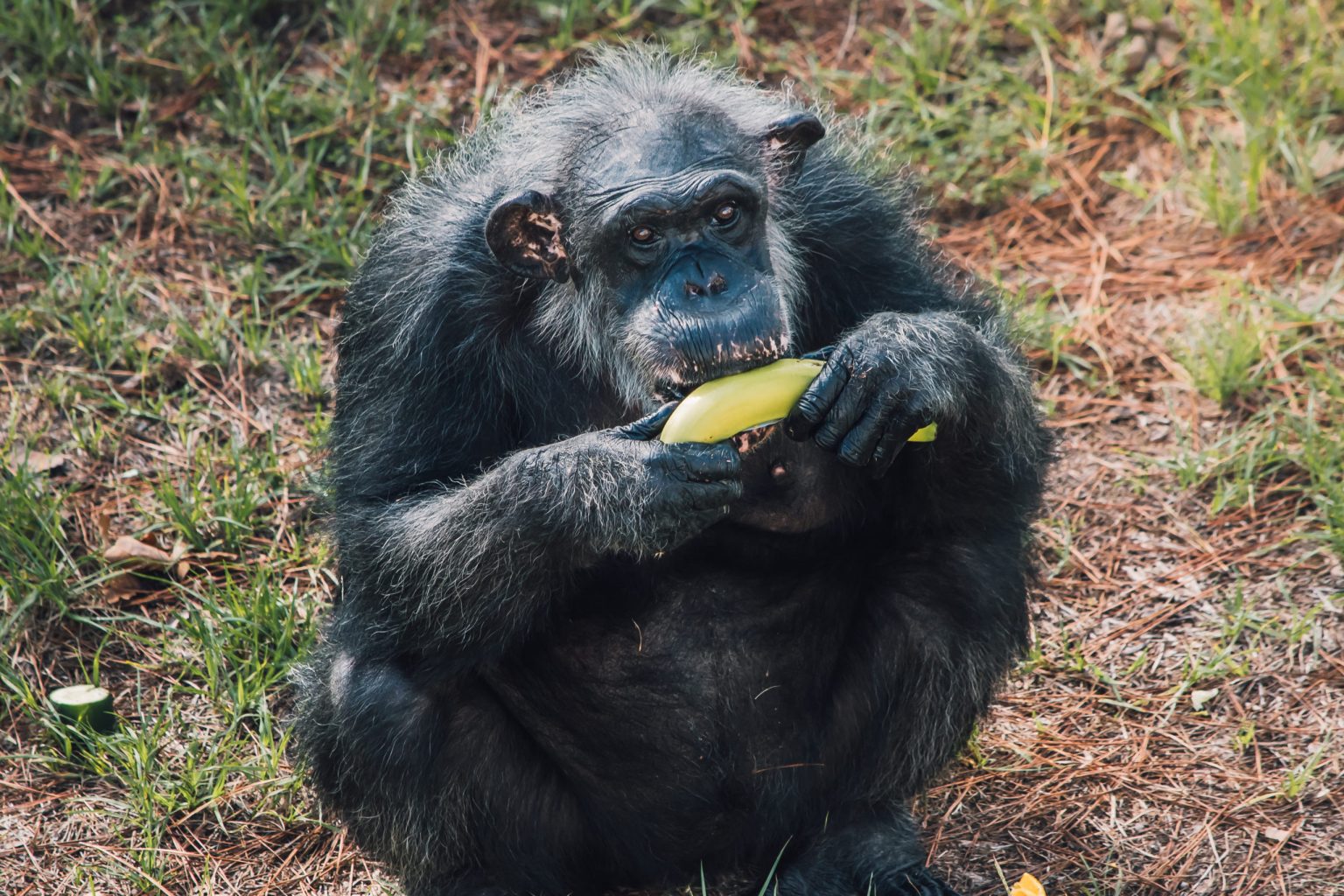What Do Apes Eat?