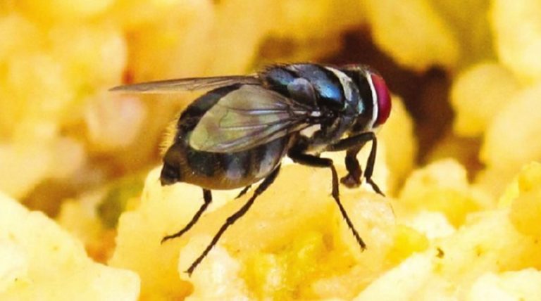What Do Flies Eat?