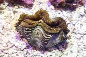 What Do Clams Eat?