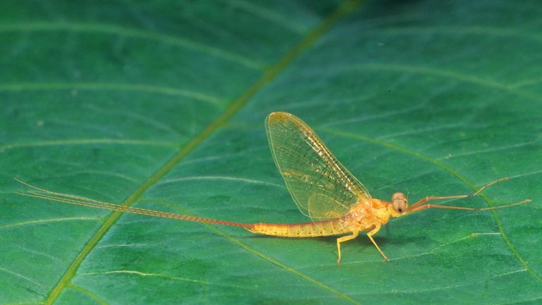 What Do Mayflies Eat?