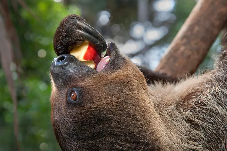 What Do Sloths Eat?