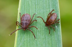 What Do Ticks Eat?