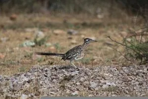 What Do Roadrunners Eat? 8 Foods They Won’t Miss! - Feeding Nature