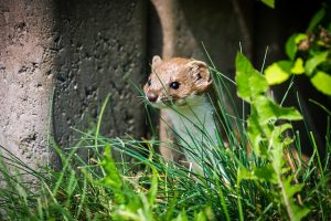 What Do Weasels Eat? 8 Foods They Love! - Feeding Nature