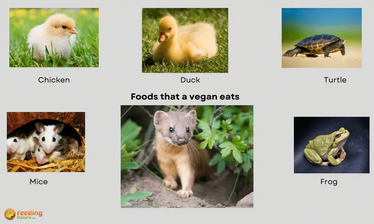 What Do Weasels Eat [Dietary Habits of Weasels]