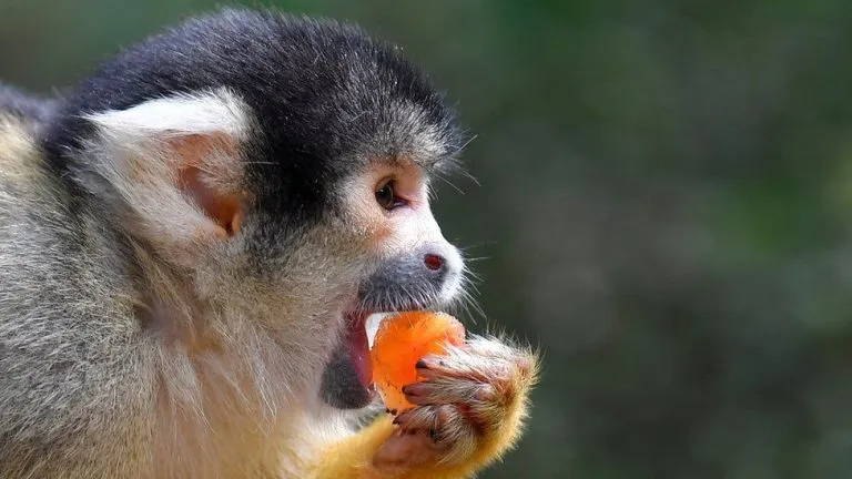 What Do Squirrel Monkeys Eat