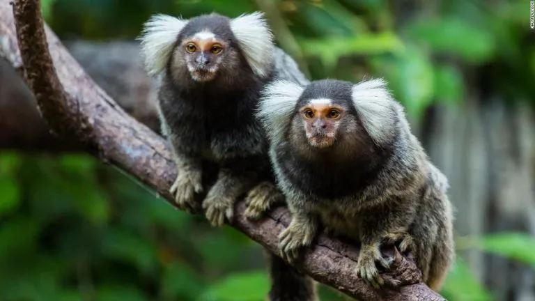 What Do Marmoset Monkeys Eat?