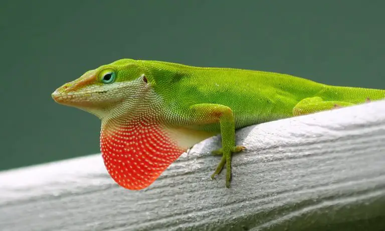 What Do Anole Lizards Eat?
