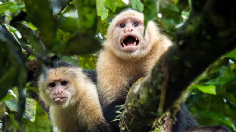 What Do Capuchin Monkeys Eat?