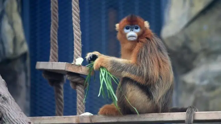 What Do Golden Monkeys Eat?