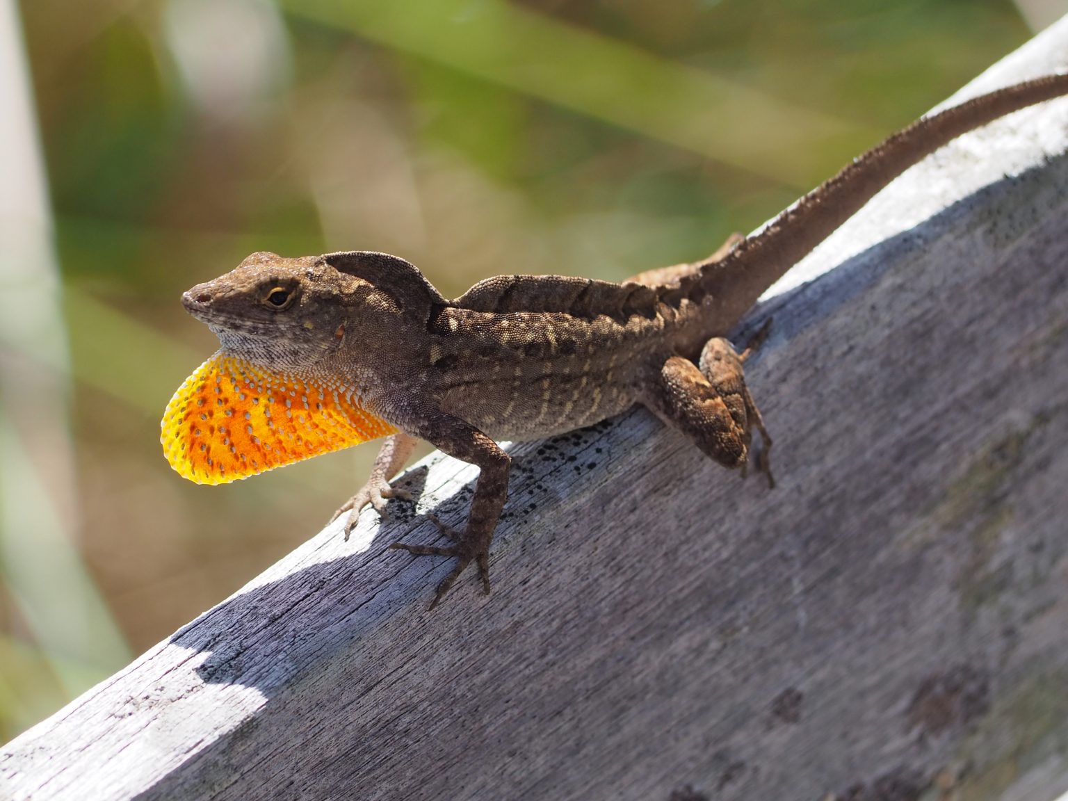 What Do Anole Lizards Eat?