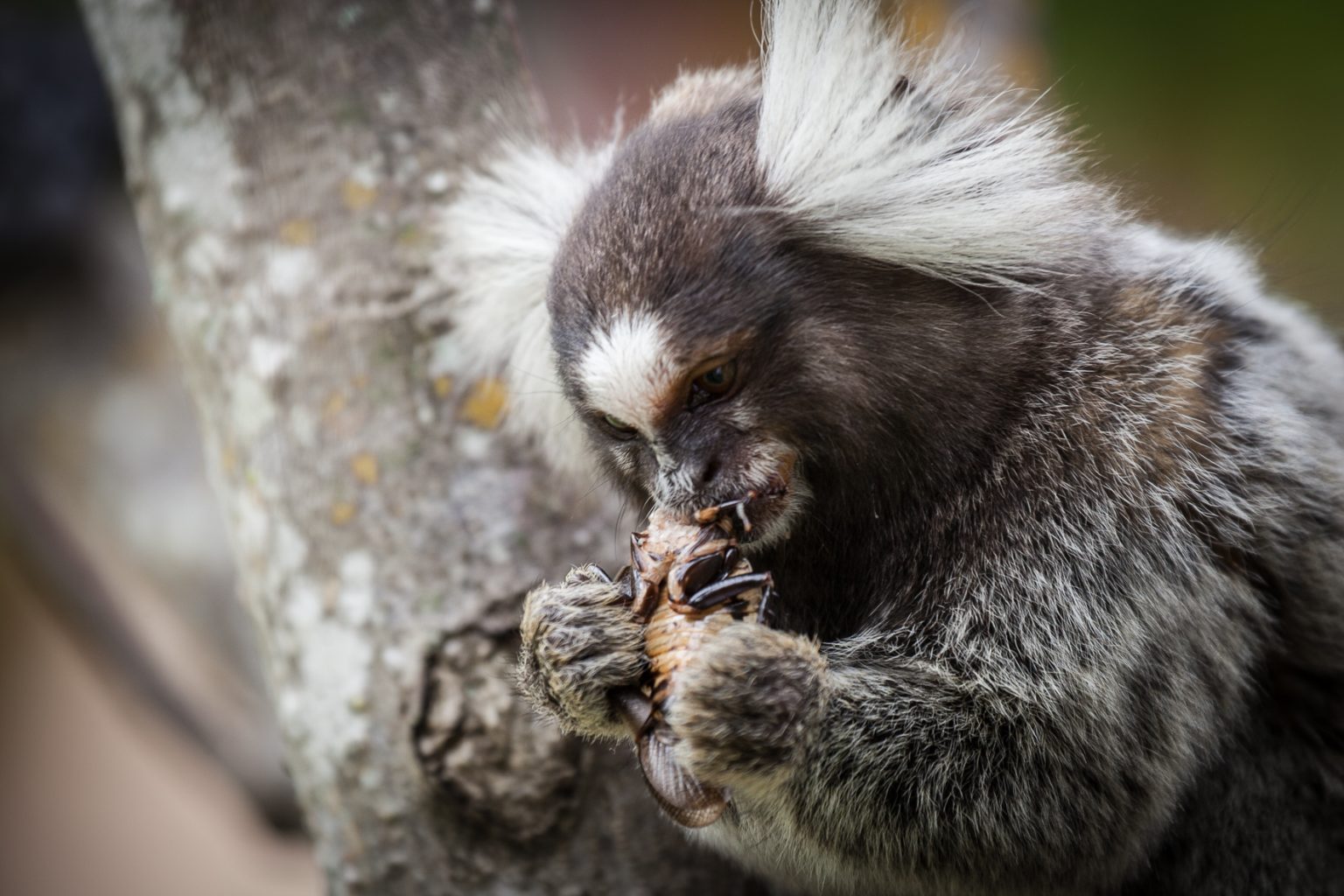 What Do Marmoset Monkeys Eat?