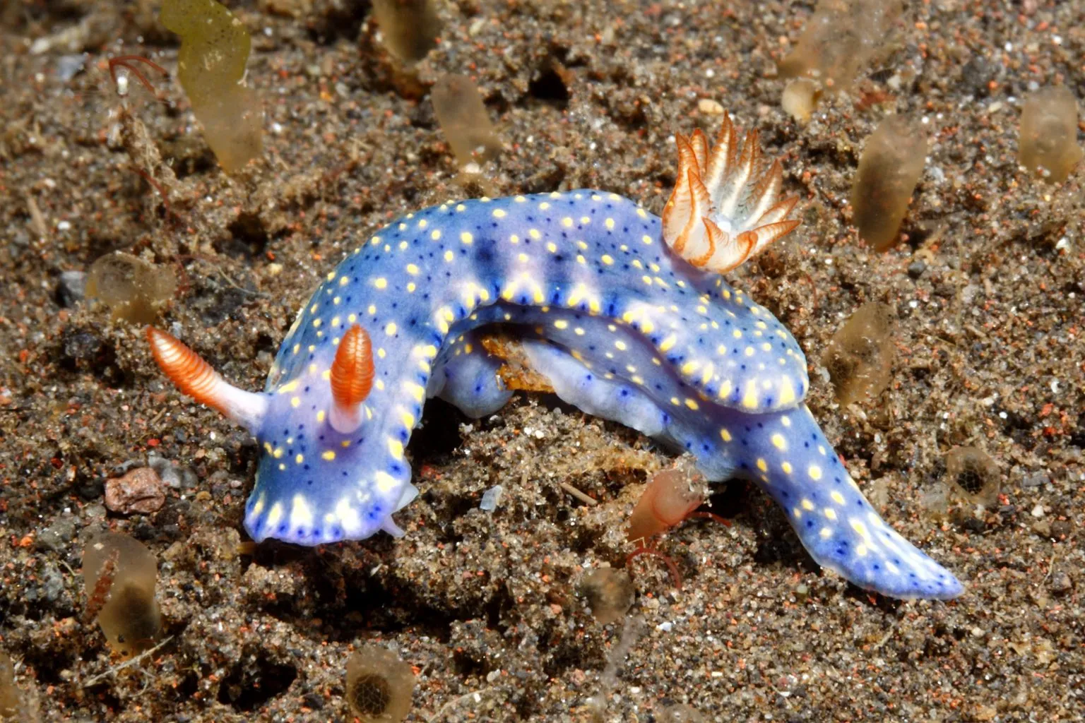 What Do Sea Slugs Eat?