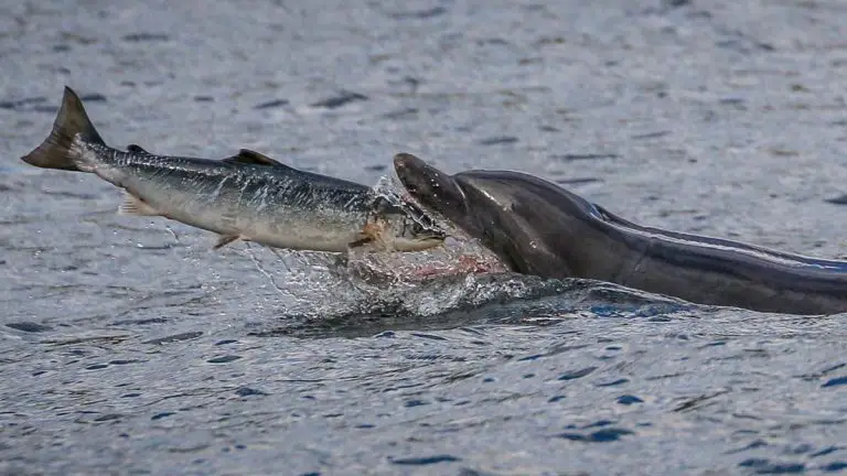 What Do Spinner Dolphins Eat?