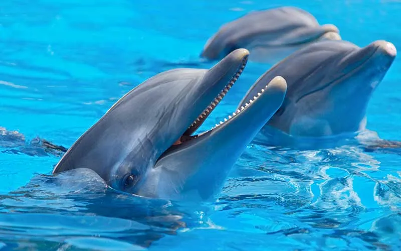 What Do Dusky Dolphins Eat?