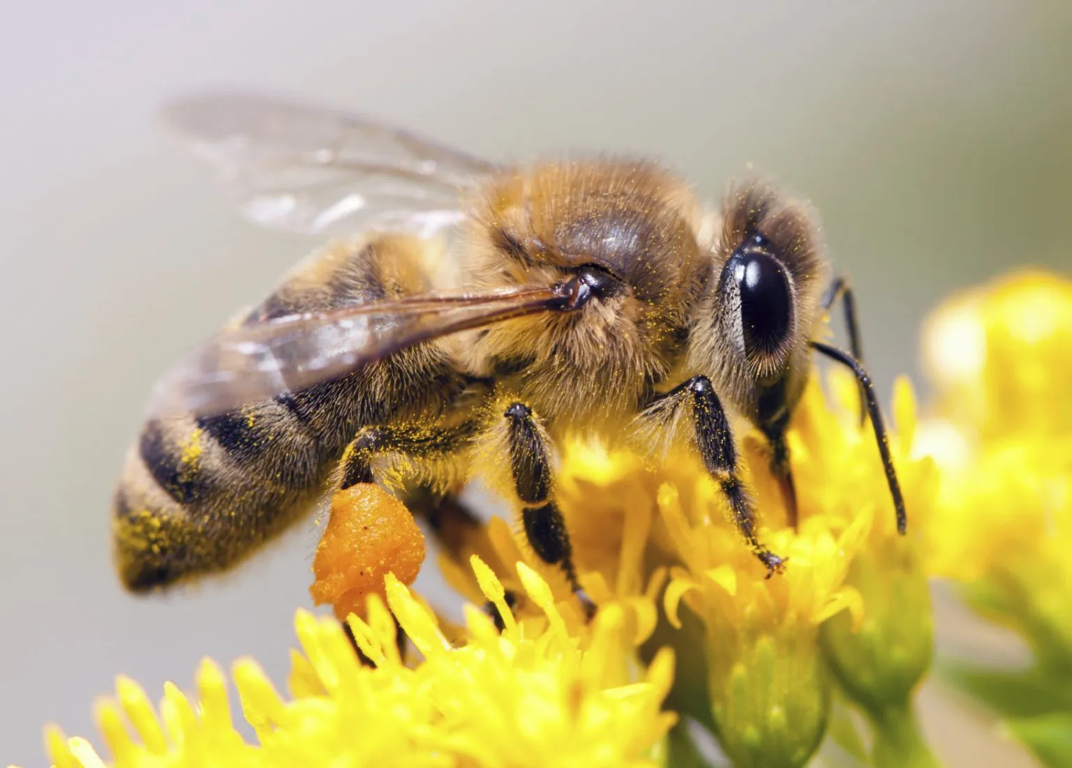 What Do Ground Bees Eat?