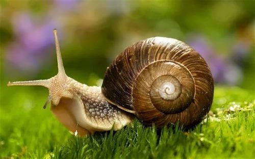 What Do Water Snails Eat?