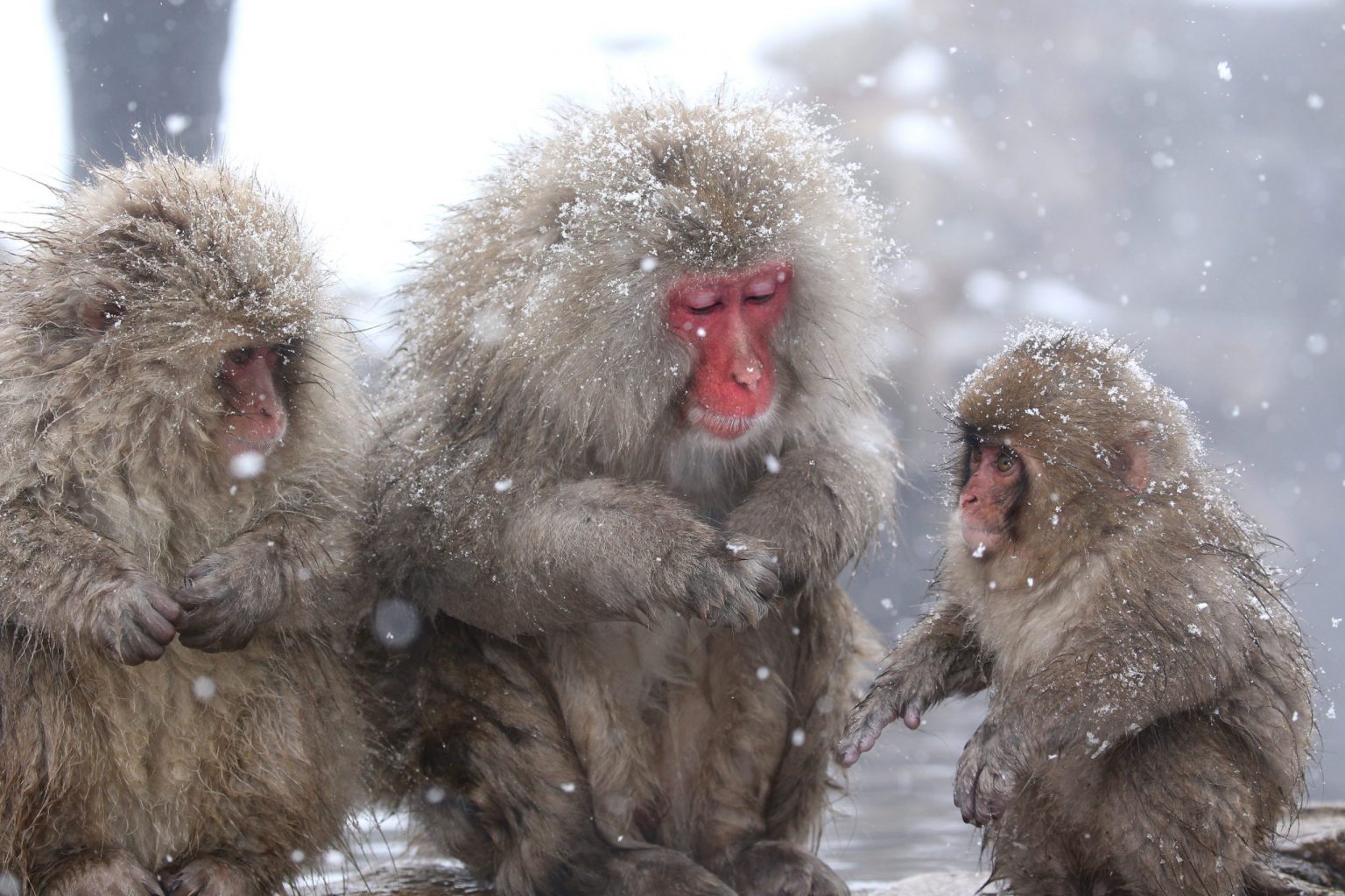 What Do Snow Monkeys Eat?