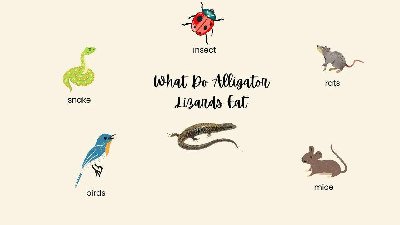 Alligator Lizard Food Chain at Antonio Talbert blog