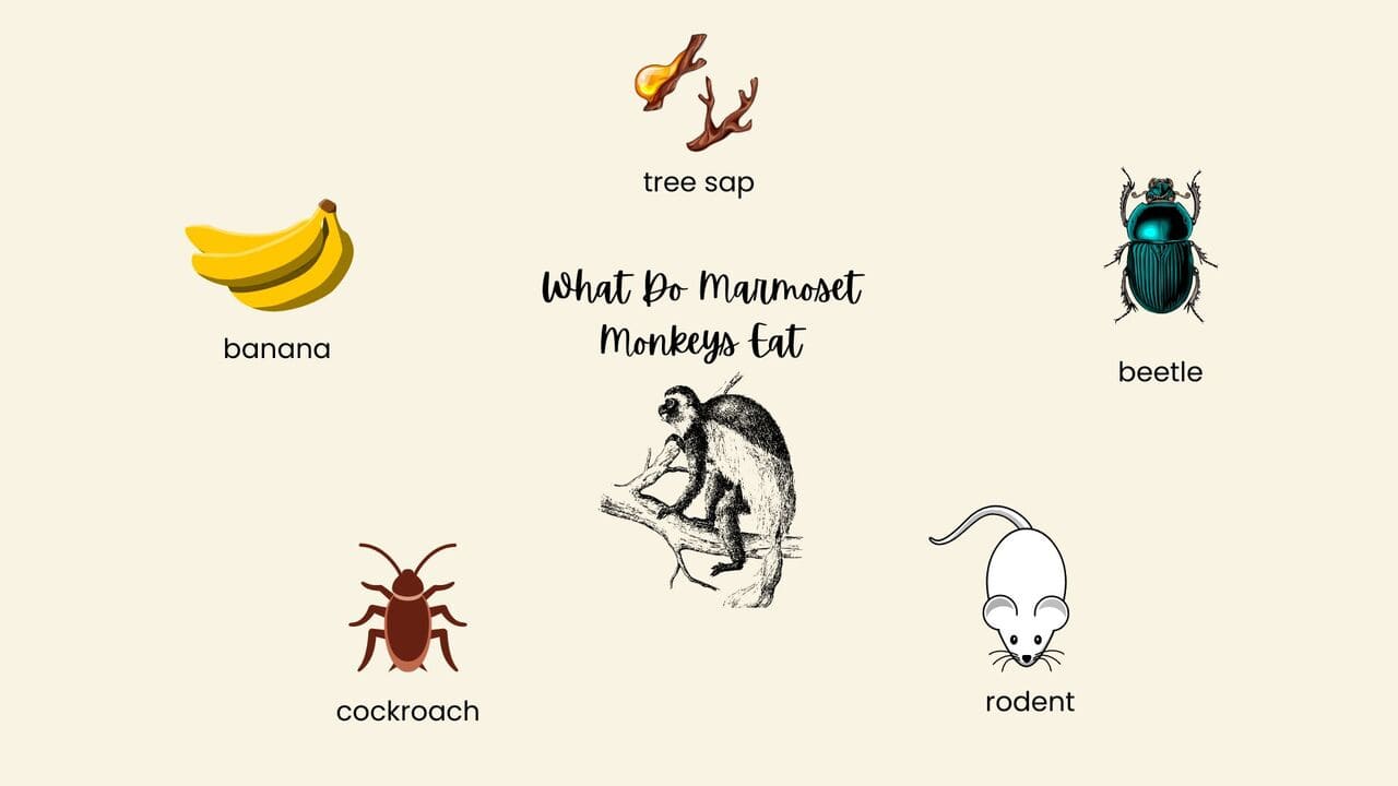 What Do Marmoset Monkeys Eat [Diet & Facts]
