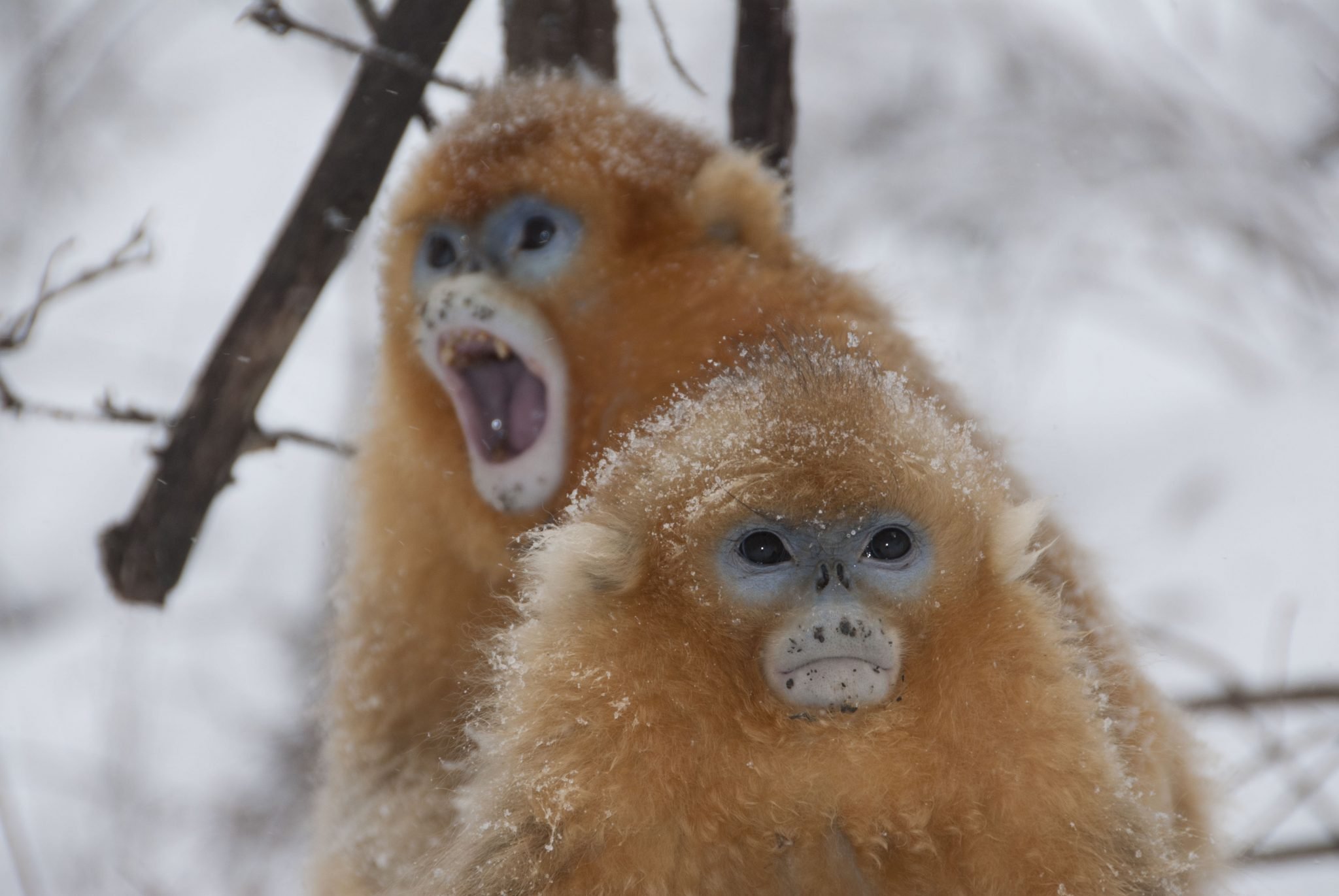 What Do Golden Monkeys Eat?